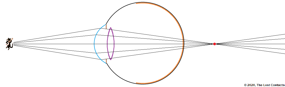 The Optics of Vision - Part 9: The Crystalline Lens - The Lost Contacts