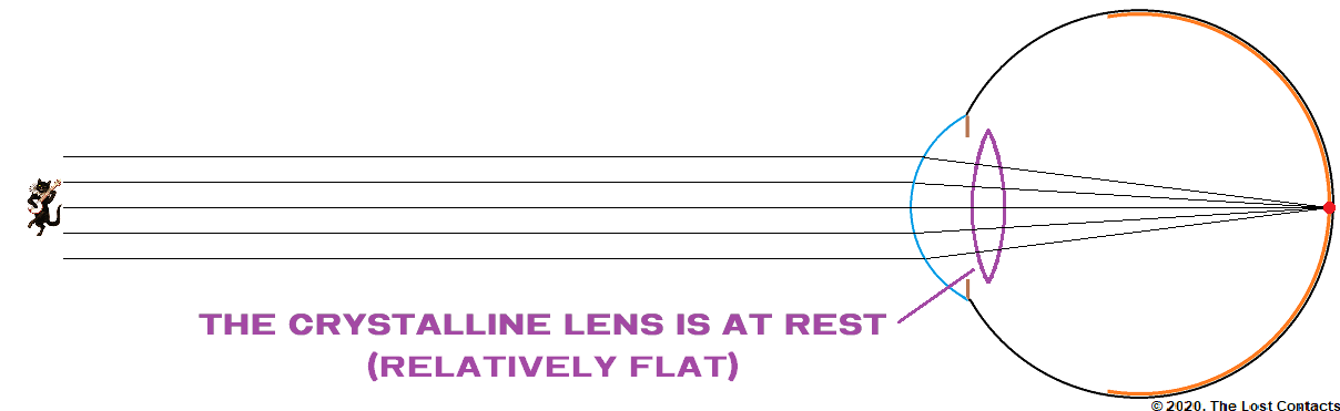 The Optics of Vision - Part 9: The Crystalline Lens - The Lost Contacts